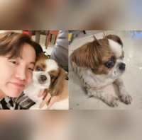 J-Hope turns paparazzi for Mickey as BTS rapper shares adorable pics of ...