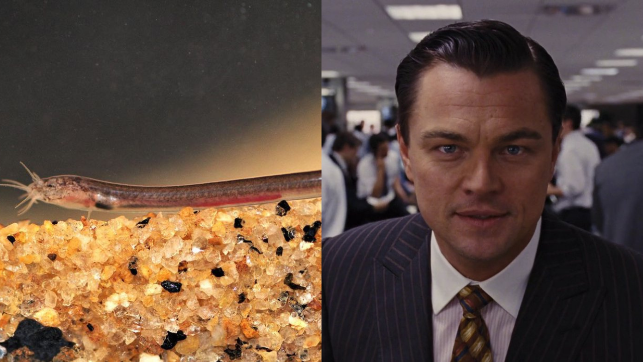 Leonardo DiCaprio Has High Praise For Indian Man Who Discovered New Fish Species, Hollywood News ...