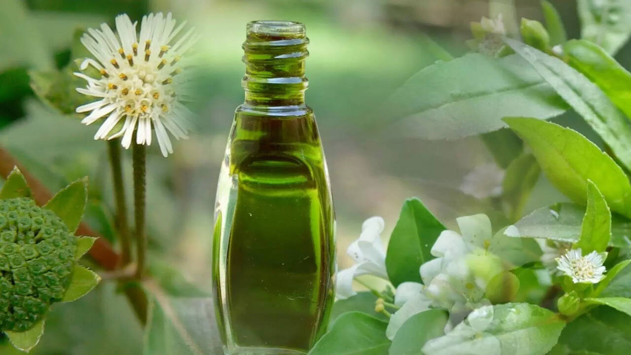 Bhringraj Oil Benefits: 10 Incredible Bhringraj Oil Benefits: Boon For ...