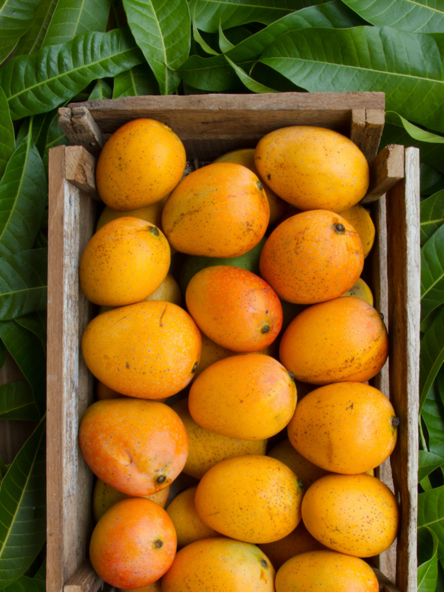 How to identify artificially ripened mangoes? | Times Now