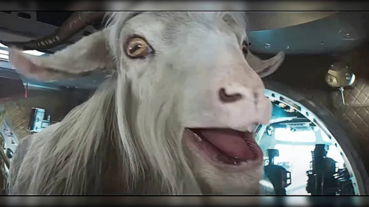 Loved the goats in Thor: Love and Thunder? Here's everything about them ...