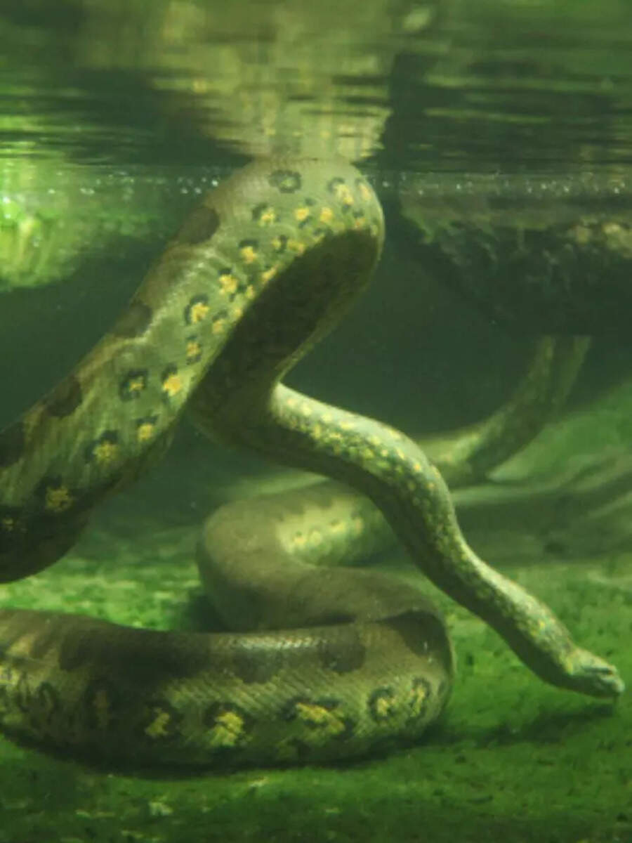 Largest snakes in the world: Monsters living among us | Times Now