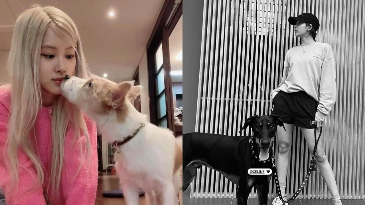 As Rosé and Lisa's doggos sport designer leashes, it is evident that ...