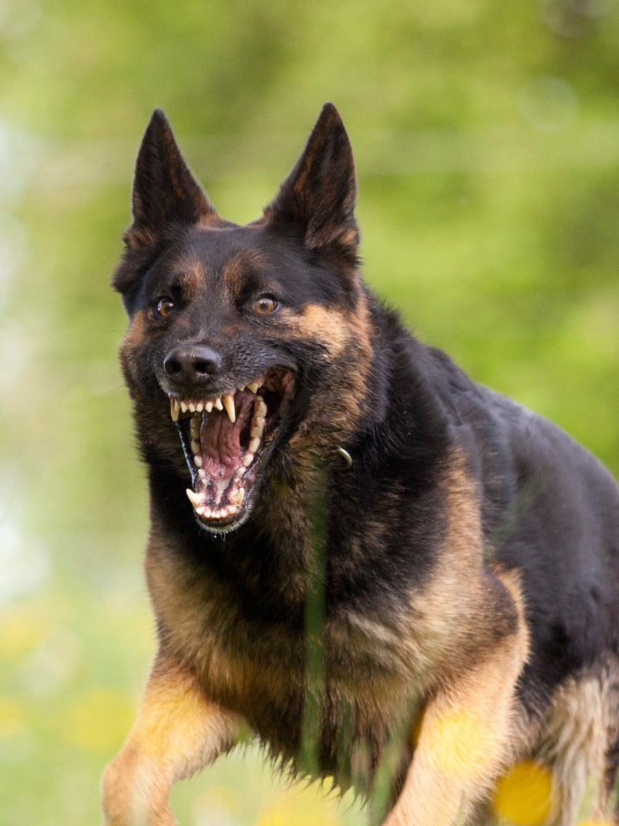How to avoid dog attacks with body language and energy? | Times Now