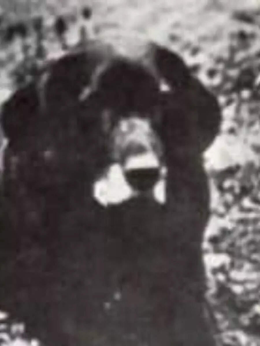 Extinct dog breeds: Good boys that went to heaven | Times Now