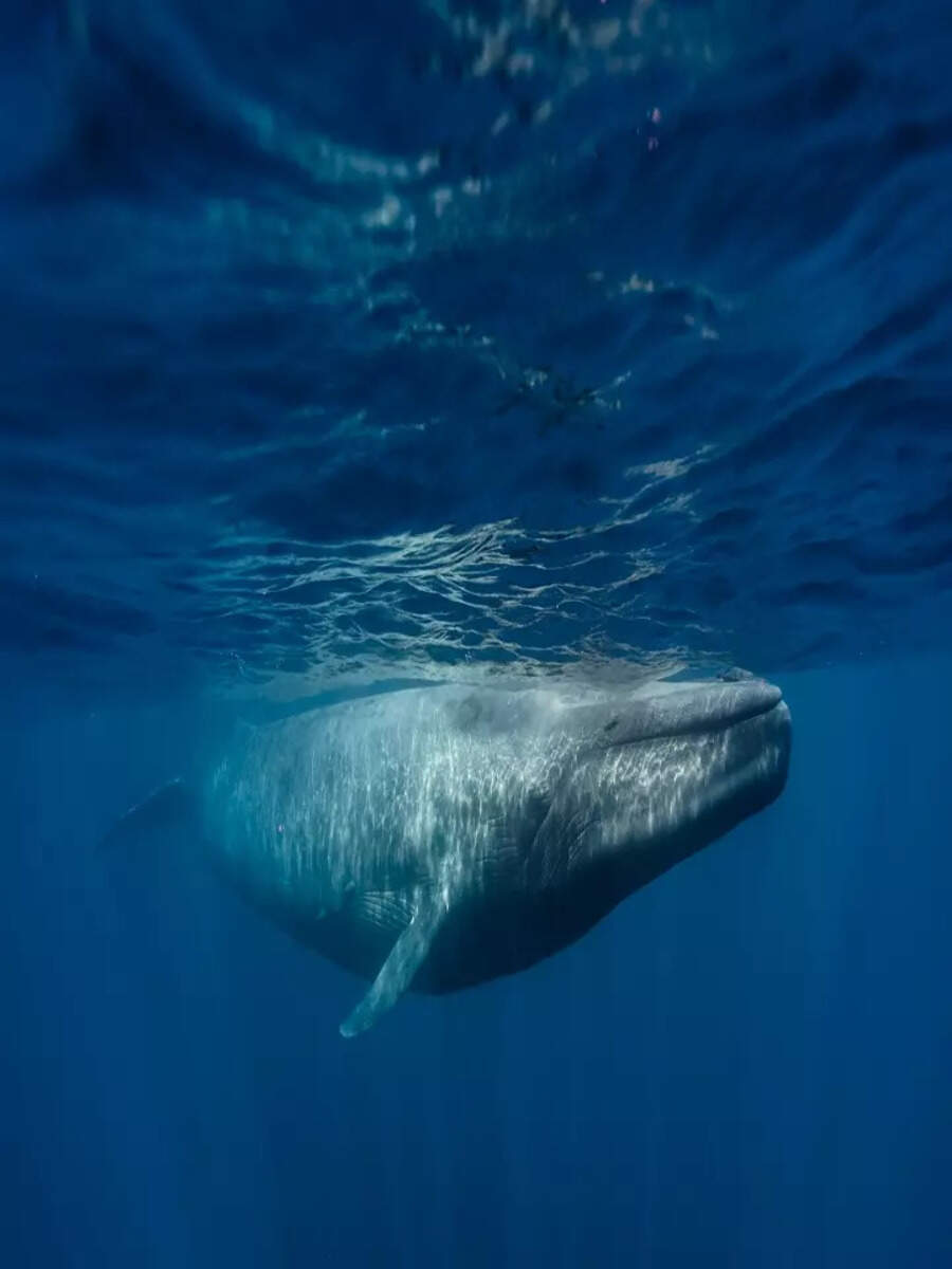 Whales are the largest consumers of plastic waste on the planet | Times Now