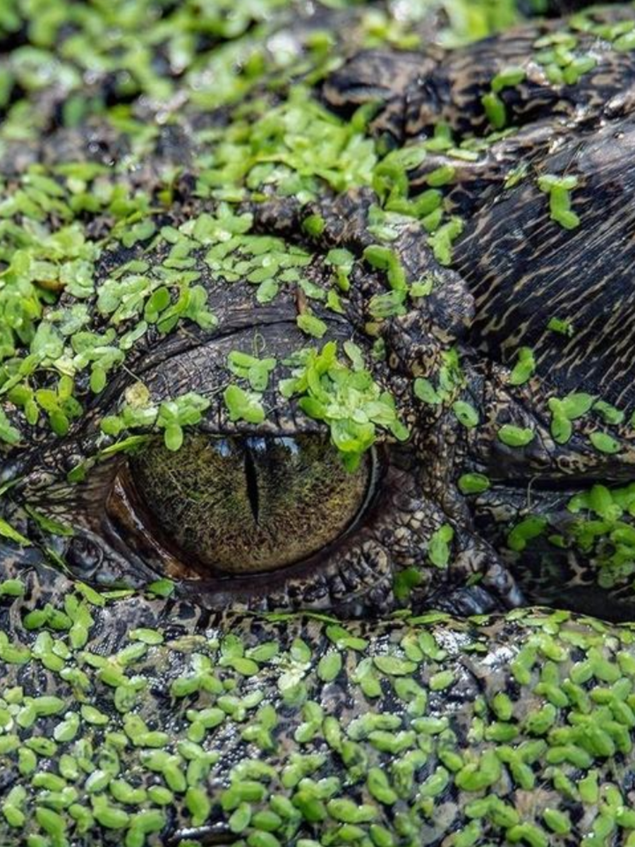 9 unbelievable animal camouflage photos | Times Now