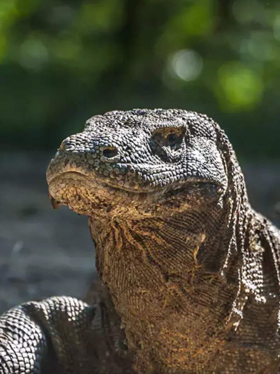 Indonesia is the only place to have Komodo dragons – here are other ...