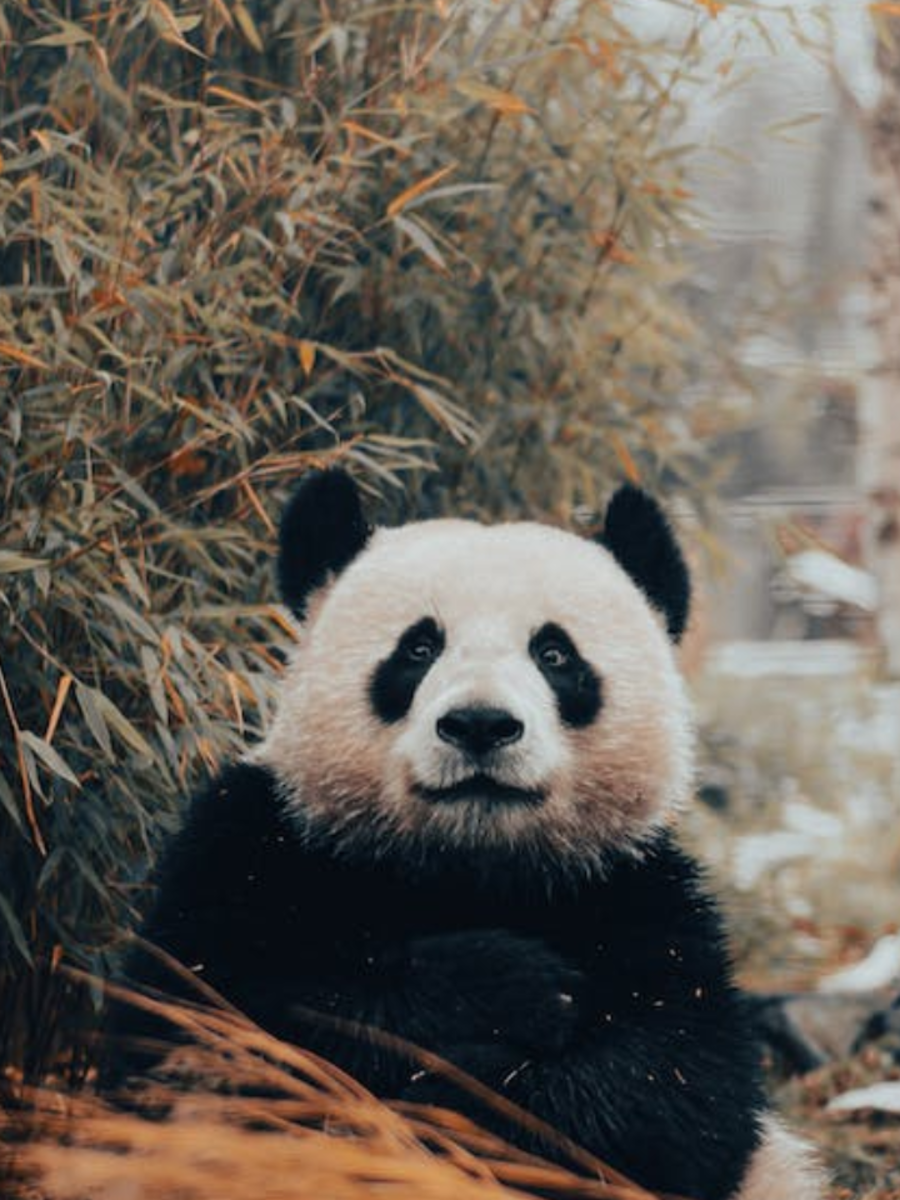 Signs That Prove You Are A Panda